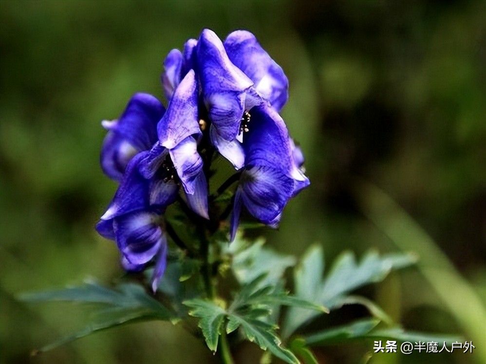 Beautiful looking but poisonous flowers in the wild - iNEWS