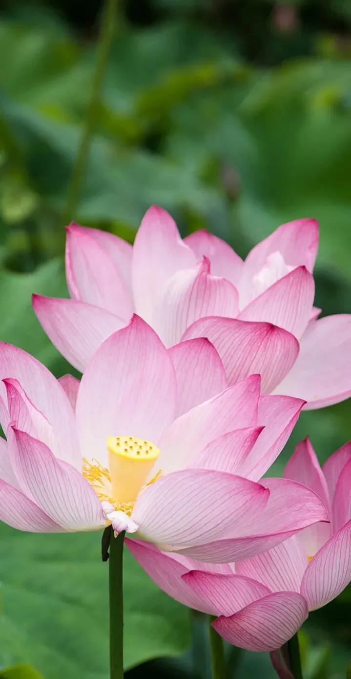 A poem "Ode to Bamboo" by Zhu Yuanzhang is worth reading - iNEWS