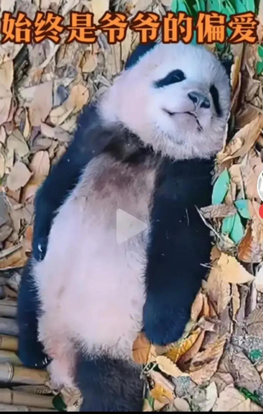 Le Bao is a strong man in the bear world, from working illegally to ...