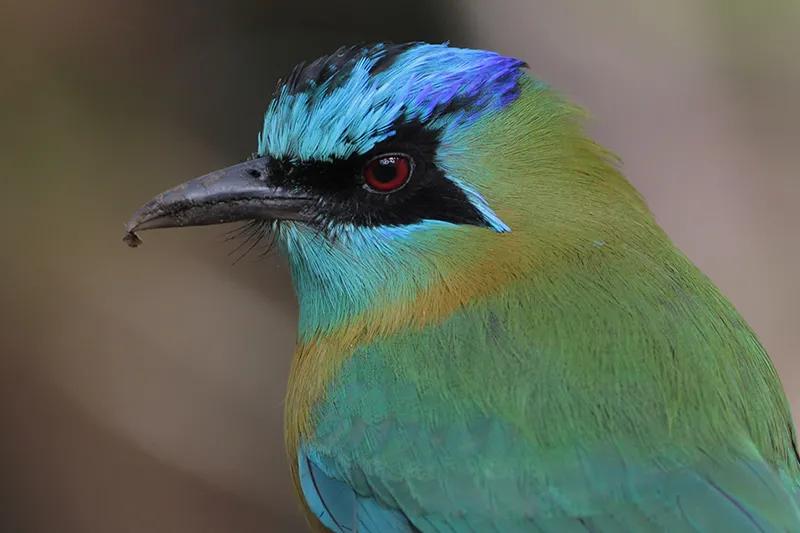 The beauty of nature: the blue-topped emerald bird - iMedia