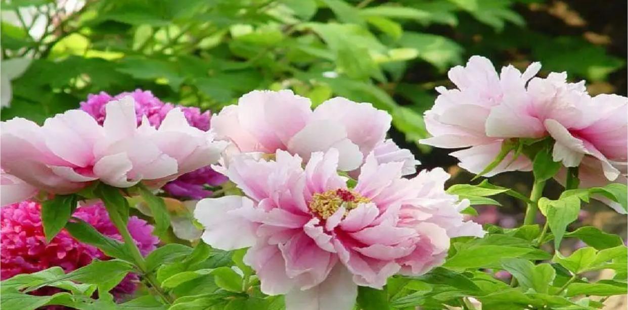 Interpretation of "Su Shu" 03: One breath and one breath, everything is ...