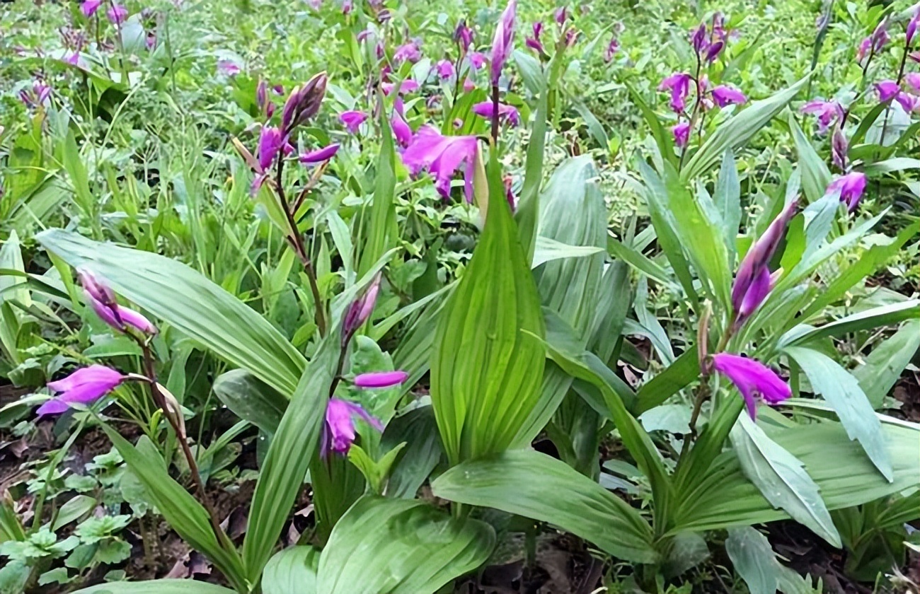 The appearance and characteristics of Bletilla striata, exploring the ...