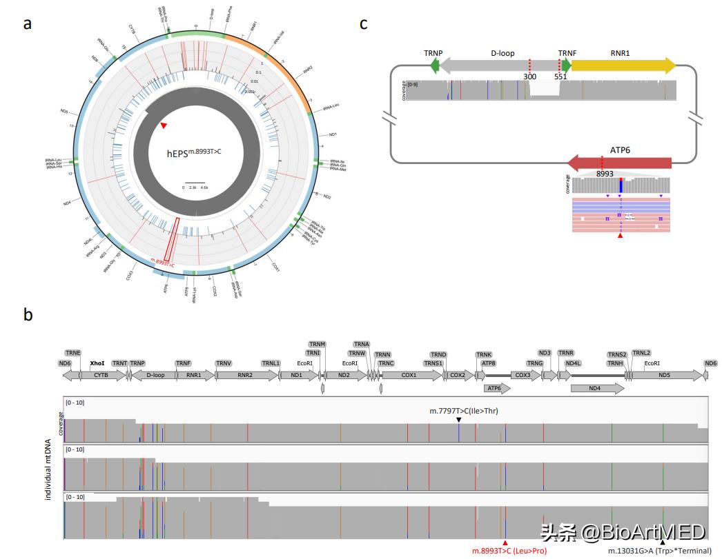 iMiGseq Single Mitochondrial Genome Sequencing Technology in a Single Cell - iNEWS
