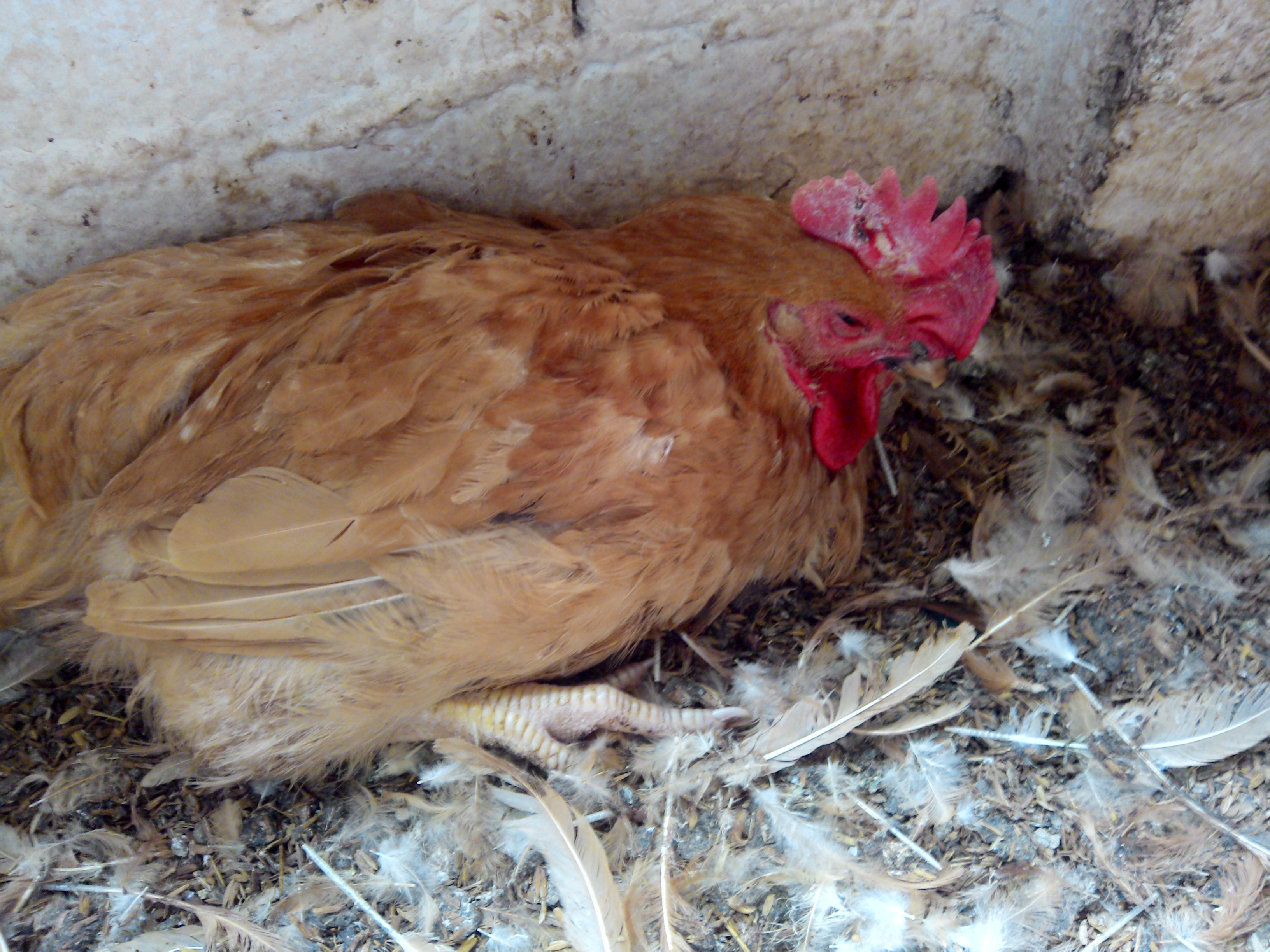 Epidemiological Characteristics of Chicken Coccidiosis Prevention and ...