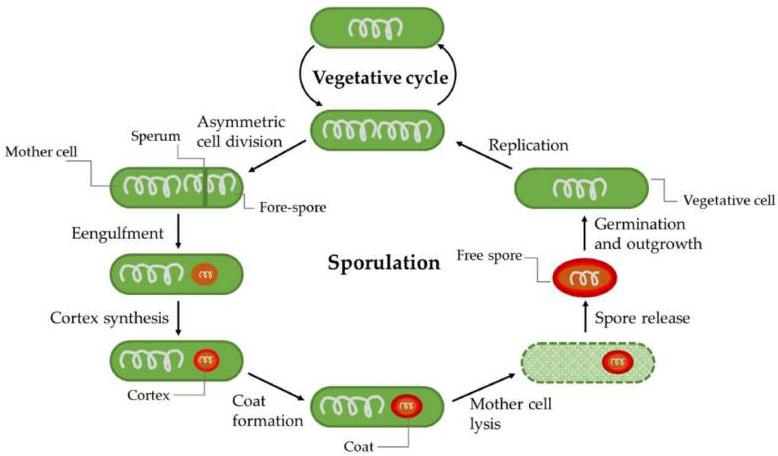 Investigating whether antimicrobial peptides can inactivate bacterial ...
