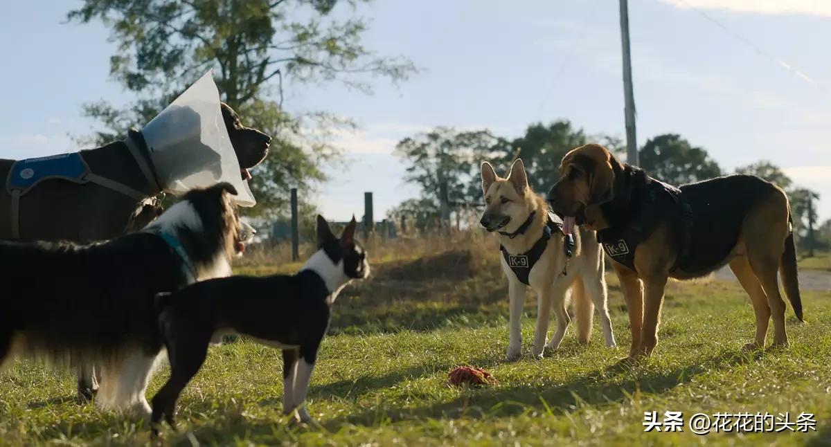 The dog protagonist of the movie "Vengeance of the Dogs" attended the ...