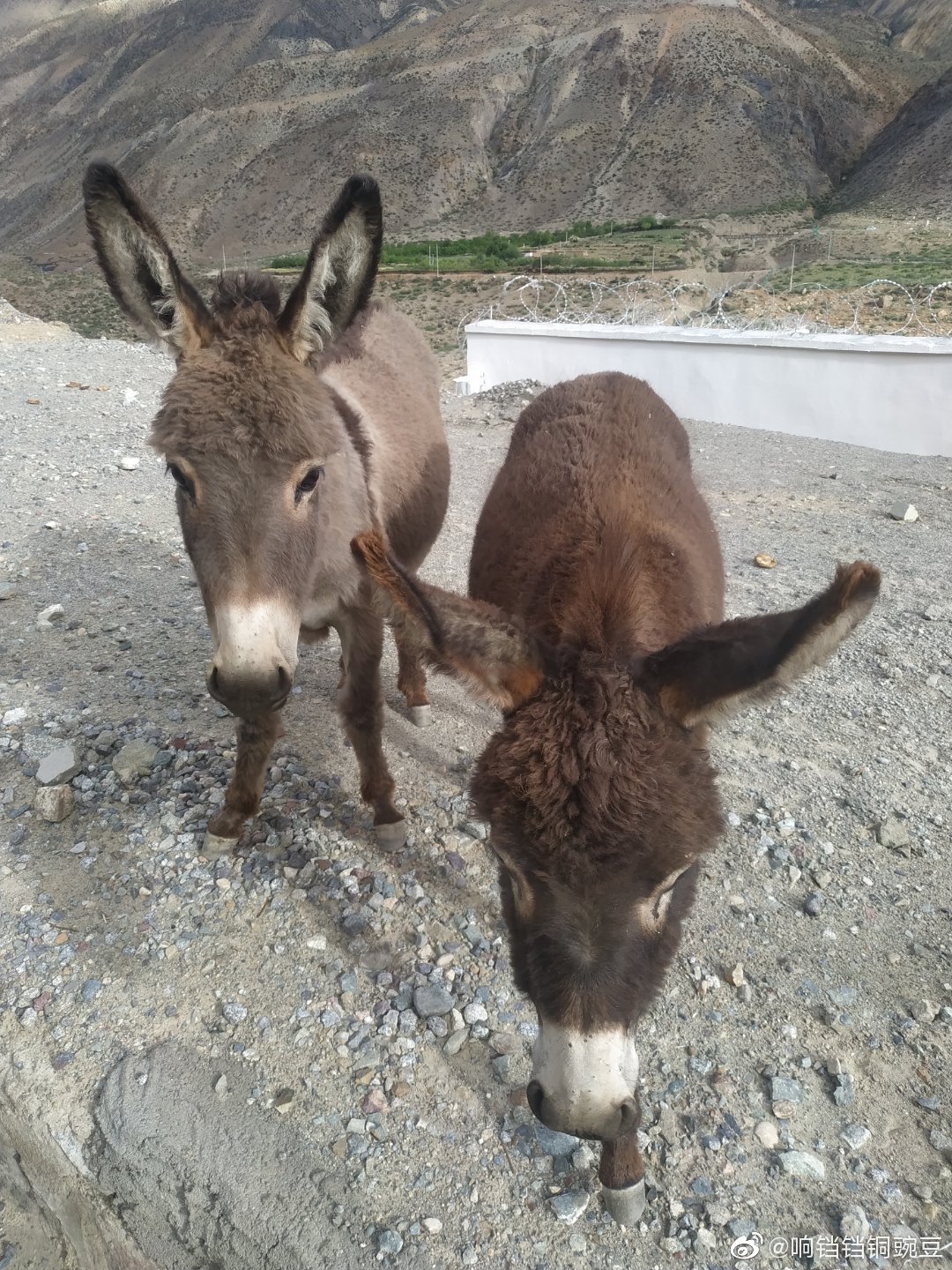 D28 Cycling in Lhasa: From Basu to Ranwu, the Sichuan-Tibet line plucks ...