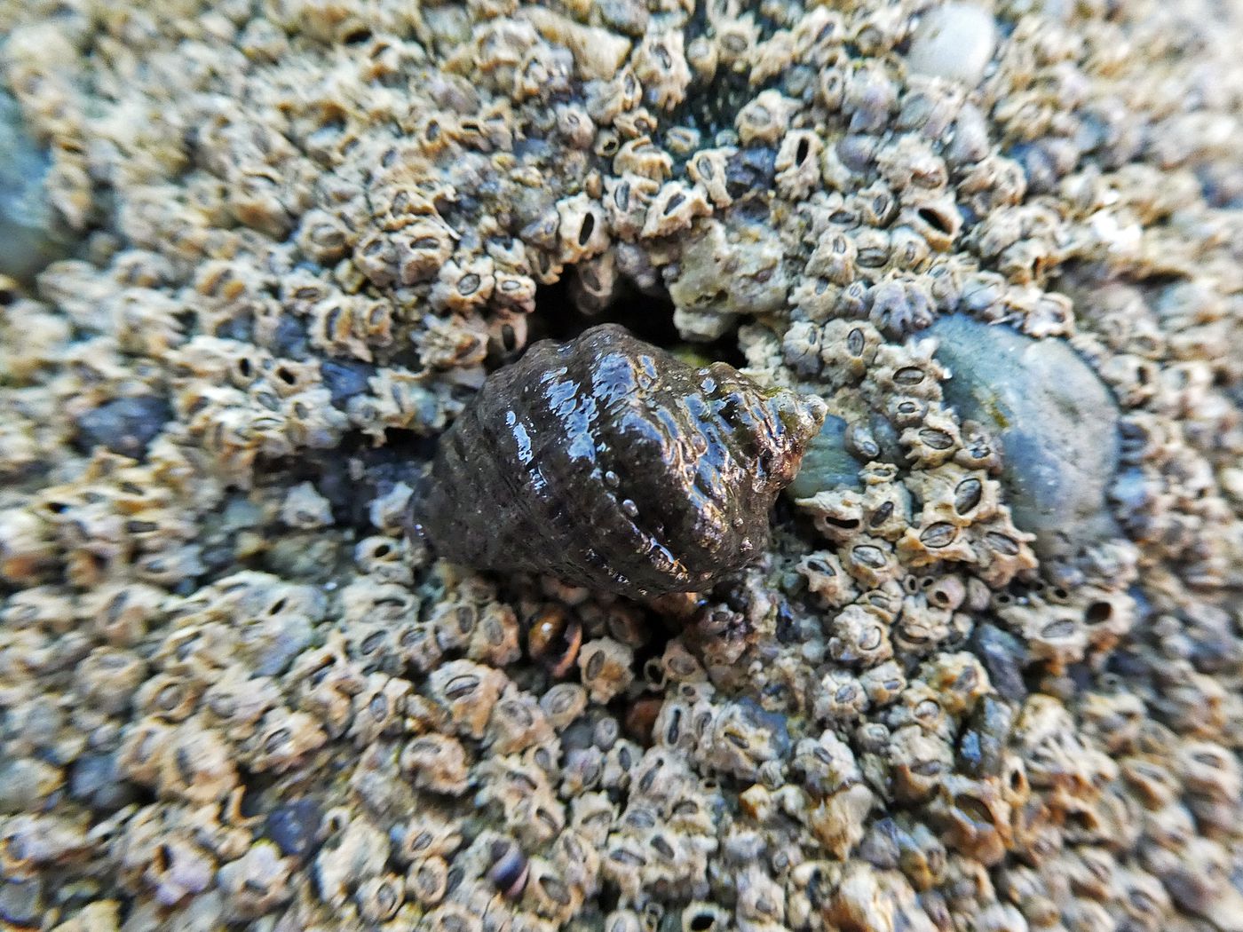 Strange fish that have survived for 50 years, outsiders without natural ...