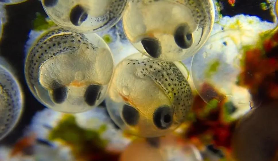 Documentary "My Octopus Teacher" The Natural Law of Octopus - iNEWS