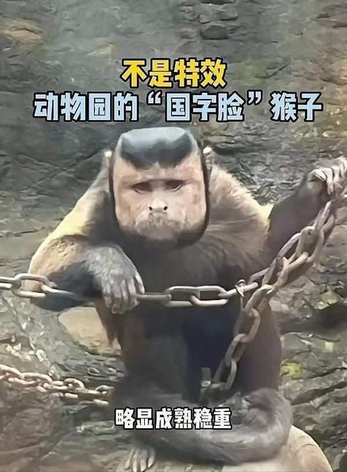 The bearded monkey with the square face has reached the level of the ...