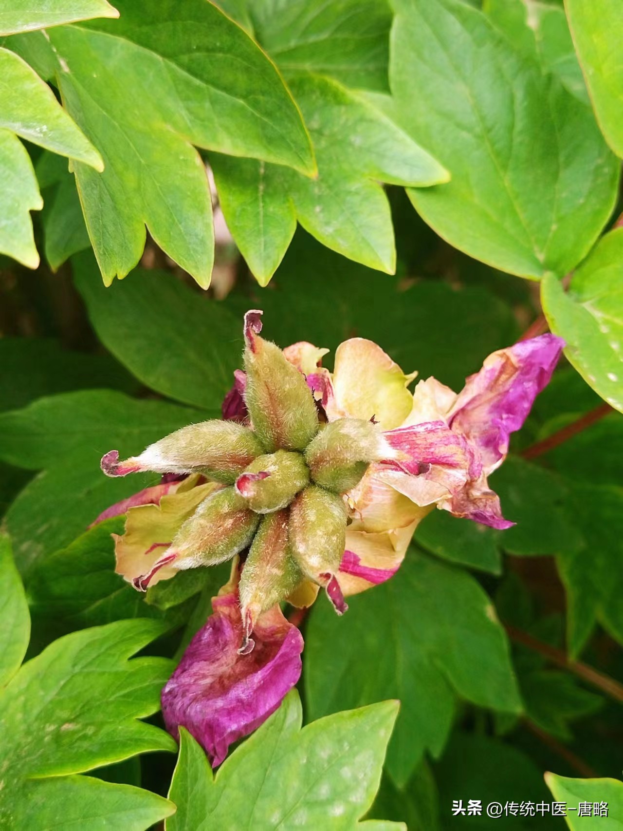 Tanglue Baicao Garden - Peonies with seeds - iNEWS