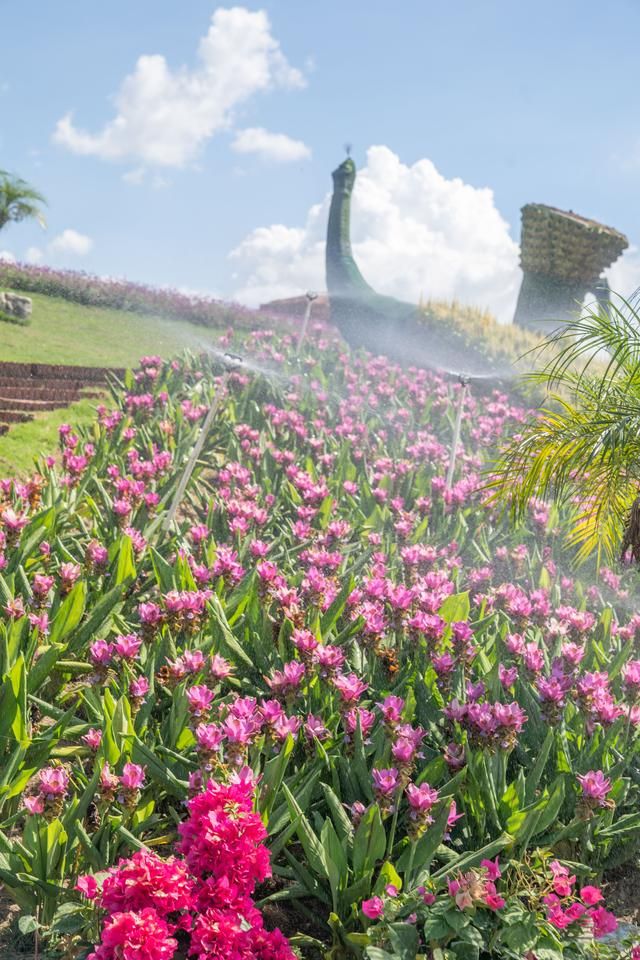 Huaiji is a place where you can see the sea of flowers. The National ...