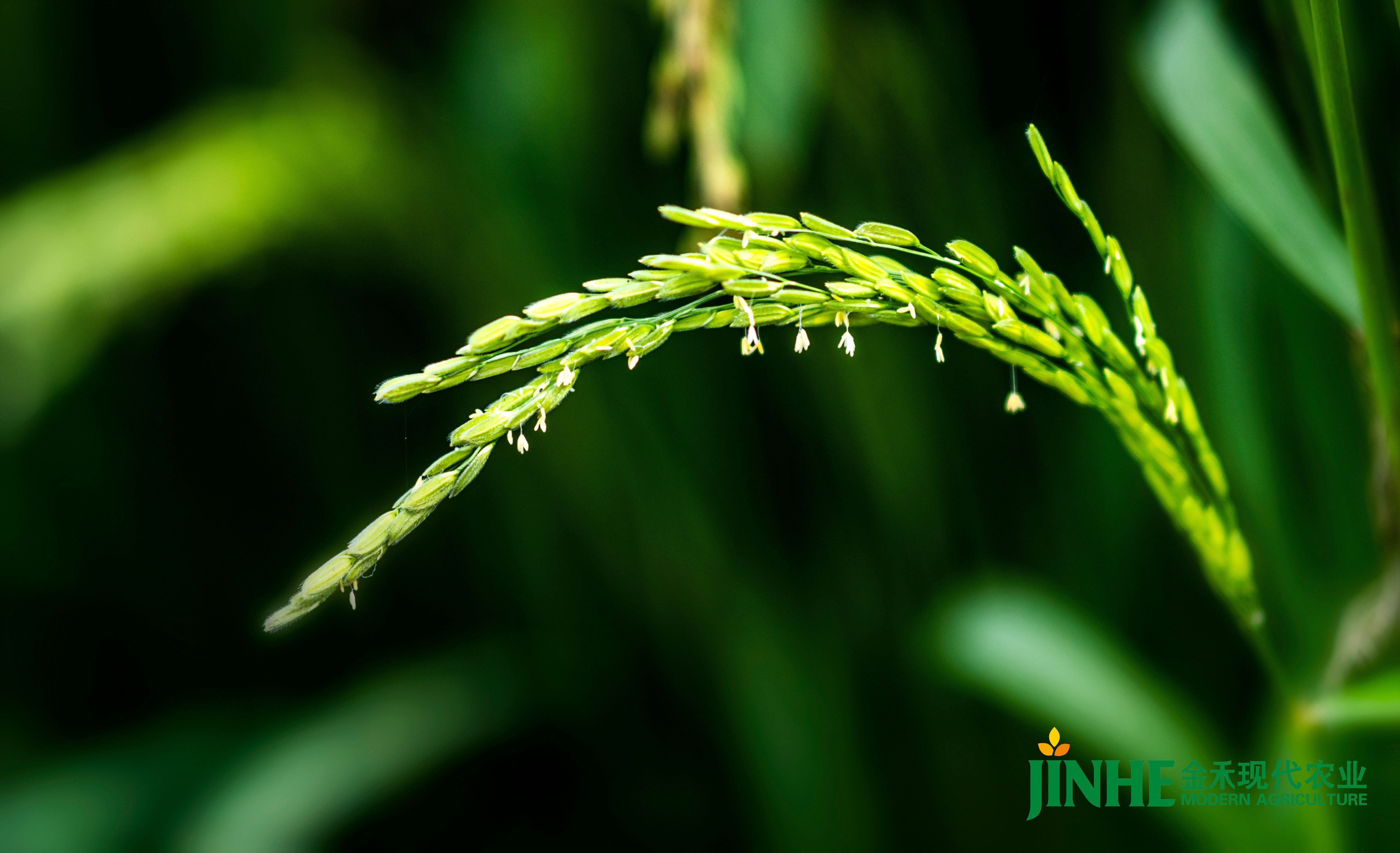 One product will know: how did such delicious Wuchang rice come from ...