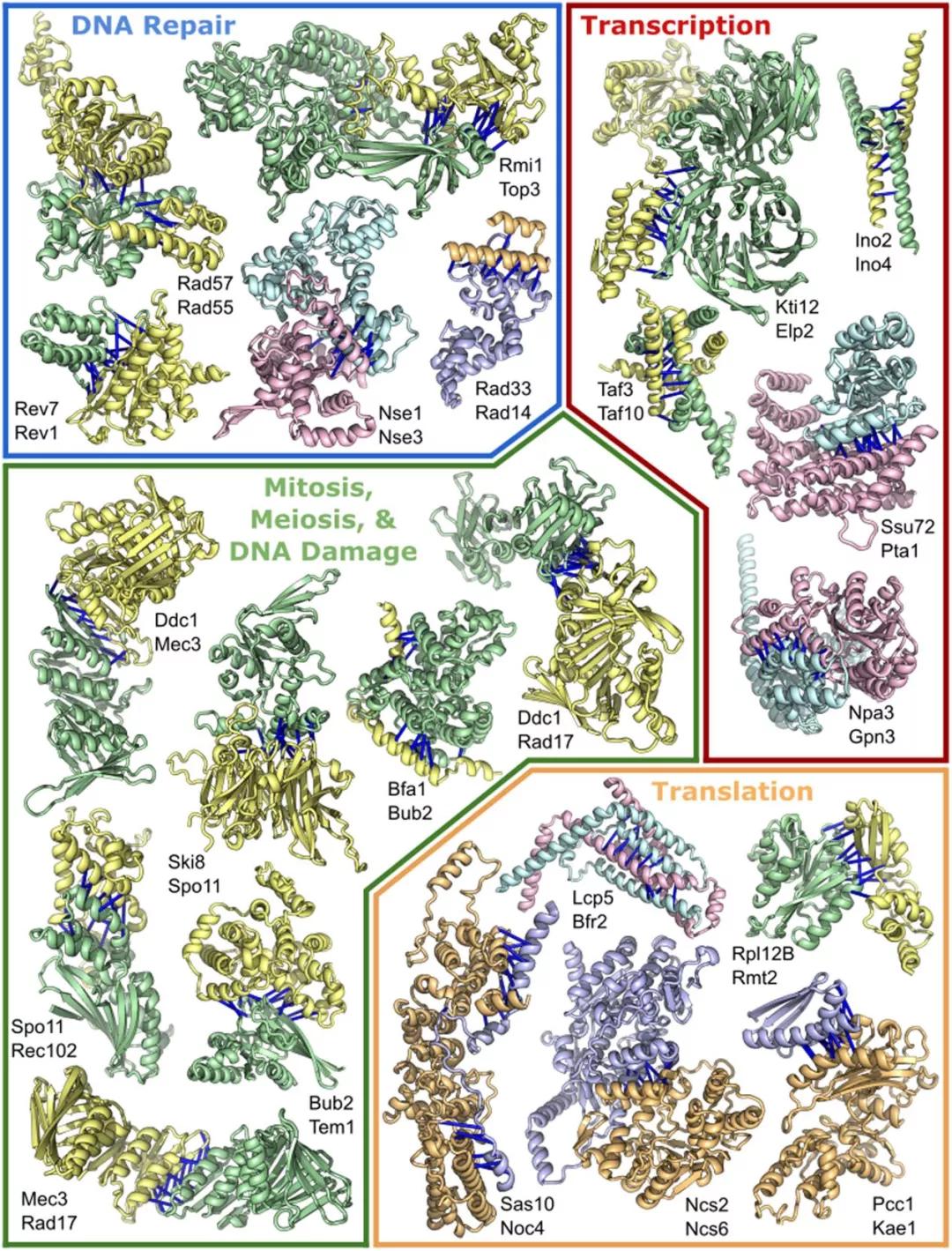 Calculation of the core structure of eukaryotic protein complex - iNEWS