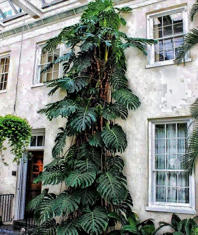 Found a family whose "monster back bamboo" jumped from the 1st floor to ...