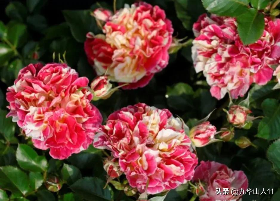 List of Common Sirius Rose Varieties (2) - iNEWS