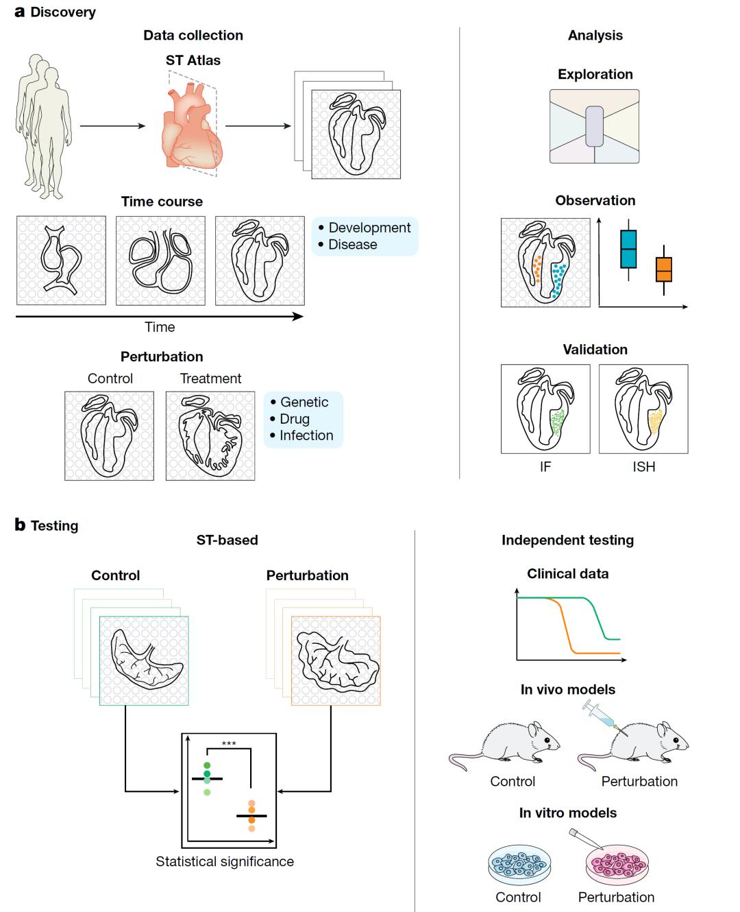Spatial Transcriptome Inews