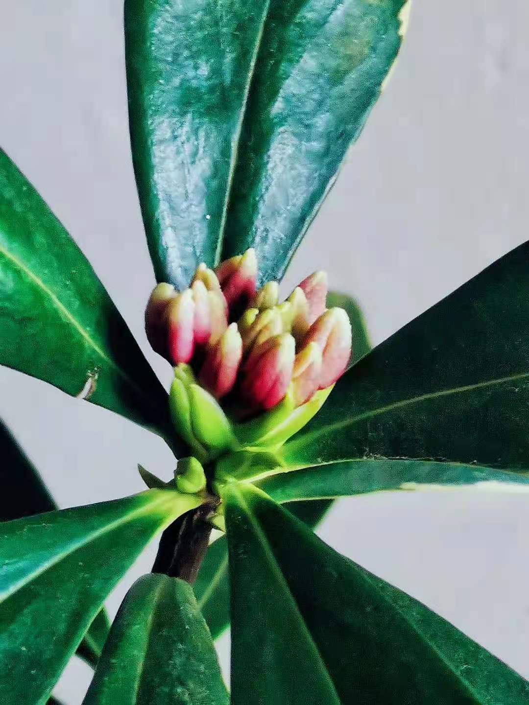 Chang Junshan (Original) Ruixiang has a strong fragrance - iNEWS