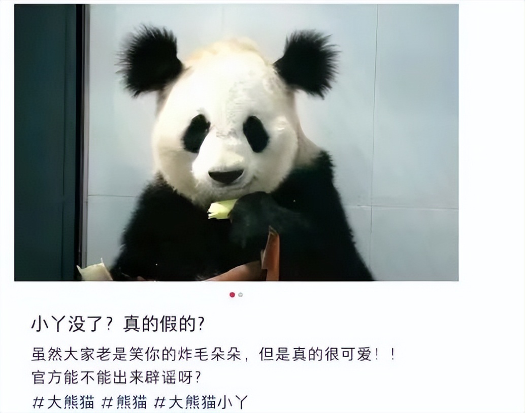 The giant panda Xiaoya died a year ago - iMedia