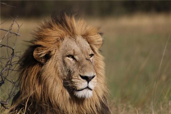 The lion at the Guangzhou Zoo has a bangs breeder: we don't dare to cut ...