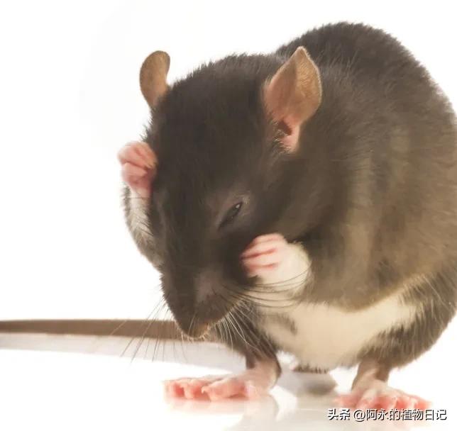 Do you know the external form of the mouse? (Fear not to enter) - iMedia