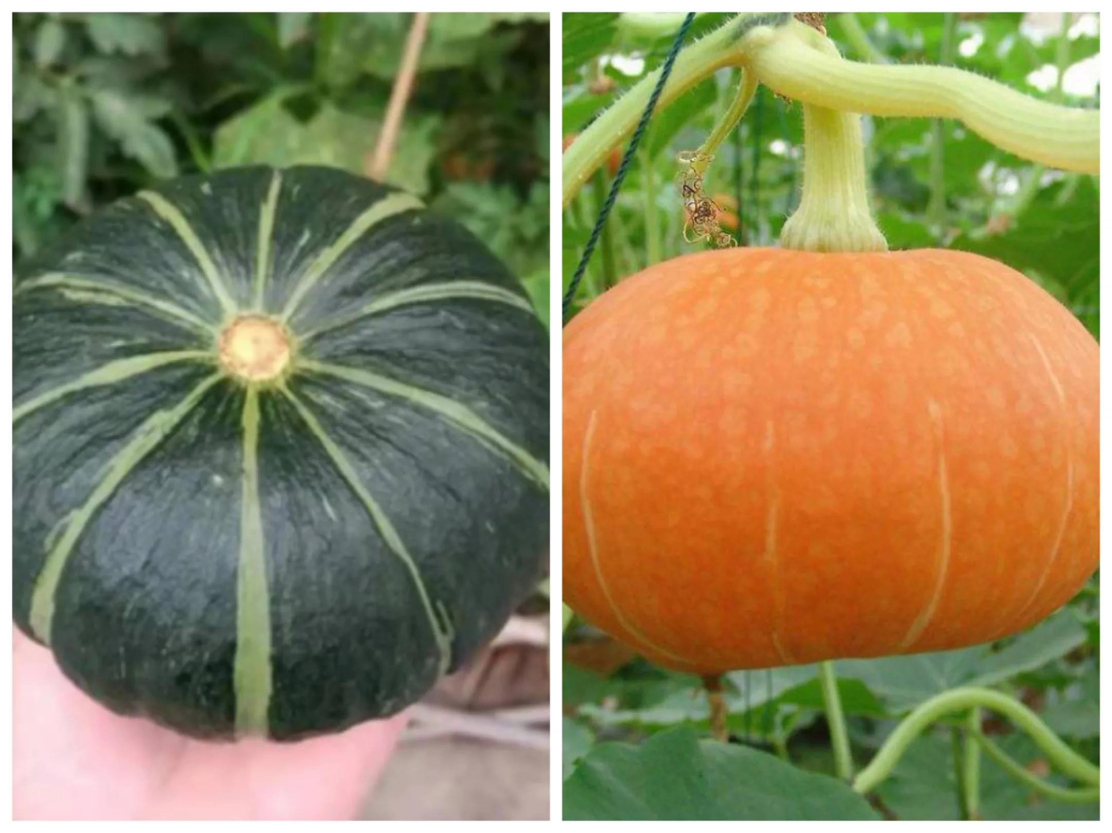 [Recognize plants together] The second plant with the same name as the ...