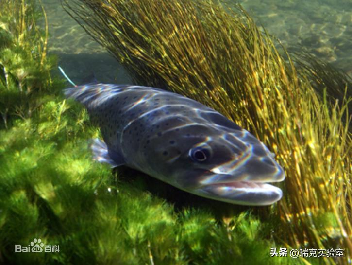 See the mysterious big fish in Yanchi, Jinan! The body length is ...