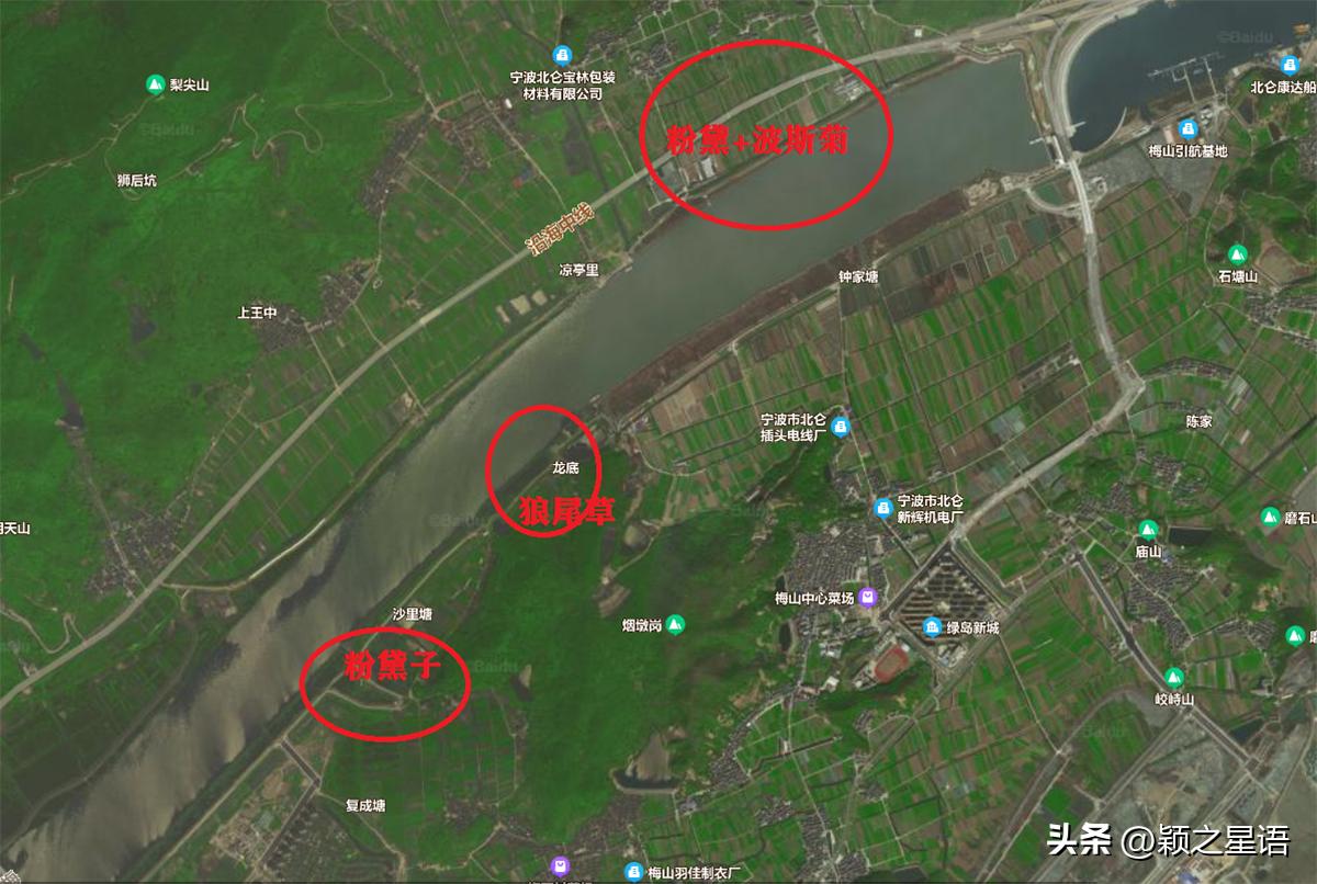 By the Meishan Bay, the flowers and sponges extend, on the side of the ...