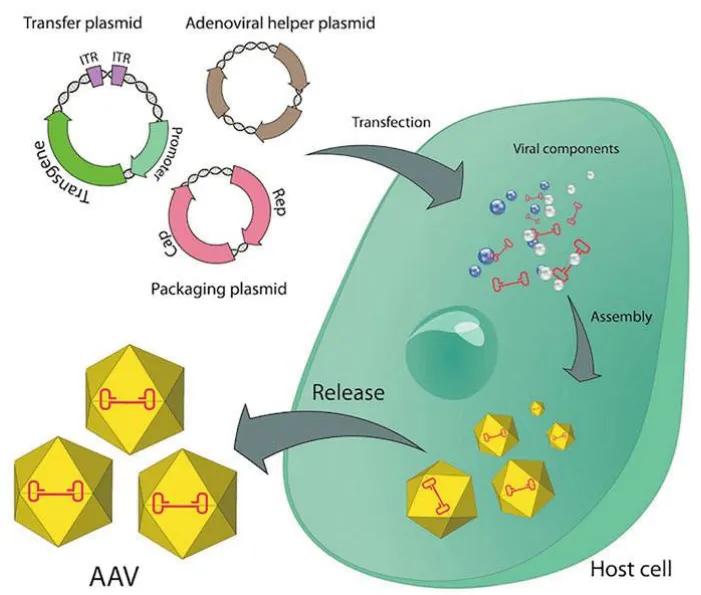 How much do you know about adeno-associated virus packaging? - iNEWS