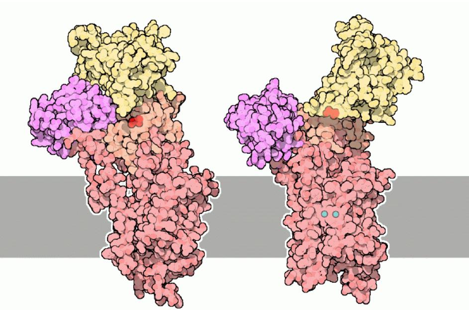 Structure and function of ion channel proteins - iNEWS