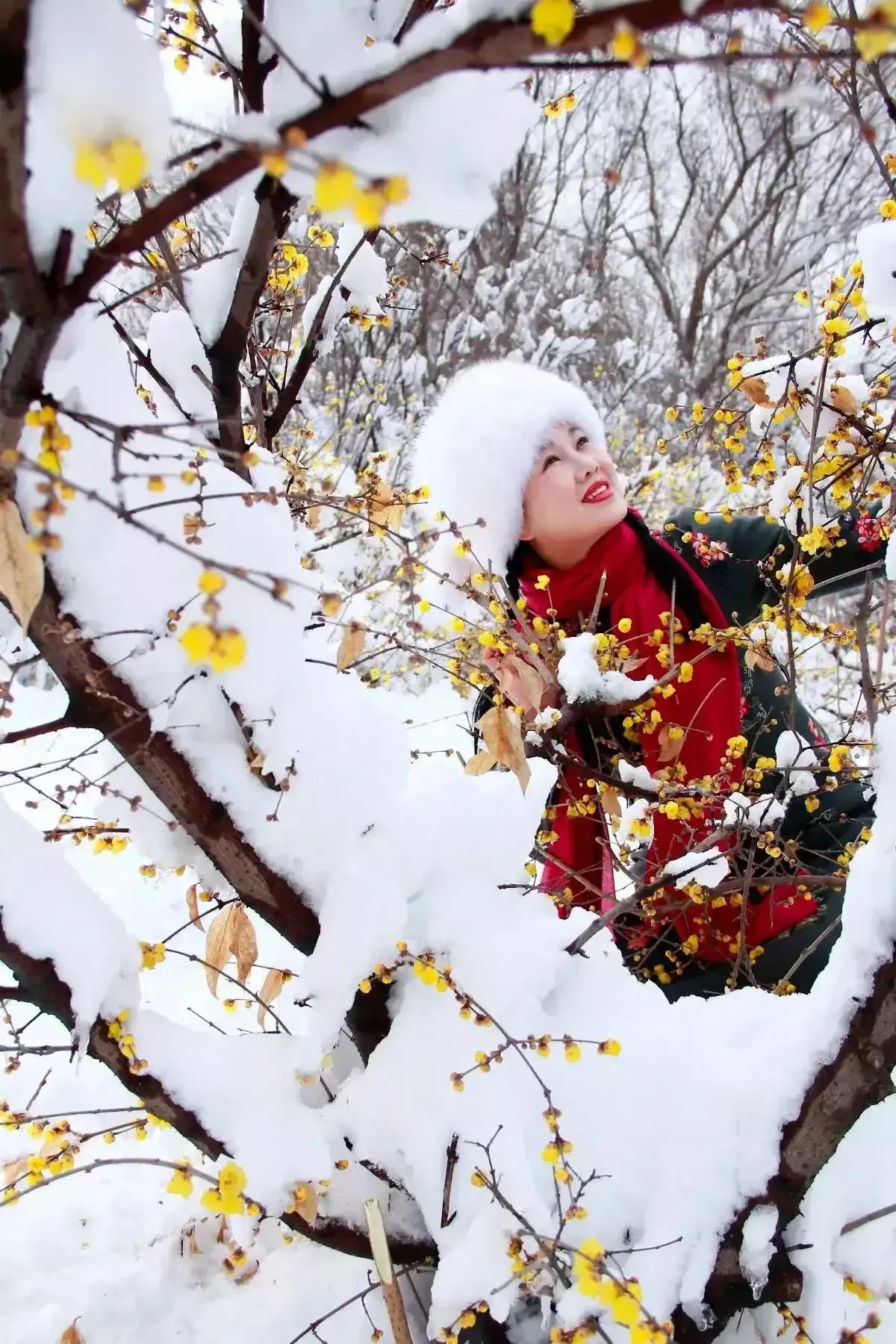 Winter Plum Blossom in the Snow "Original Poems of Goose from the End ...