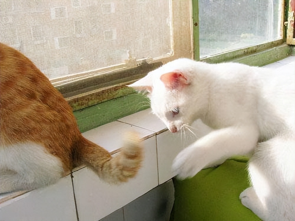 The cat lets you touch these "6 things" to prove that you are the most ...