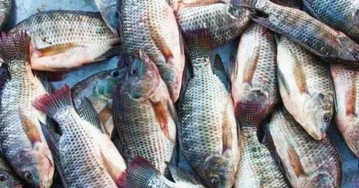 What kind of fish should I eat in Hainan?Have you eaten the last fish ...