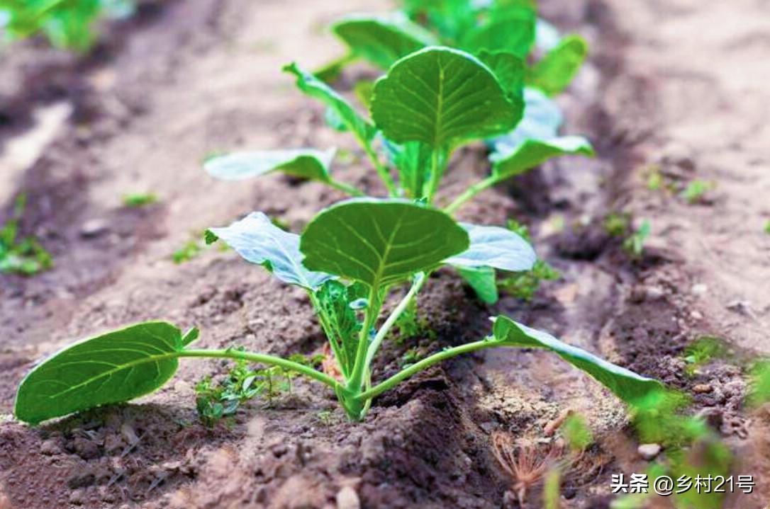 Make a rooting agent at home and use it to drench the roots of ...