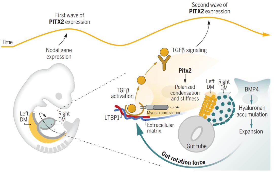 The mechanism of intestinal rotation - iNEWS