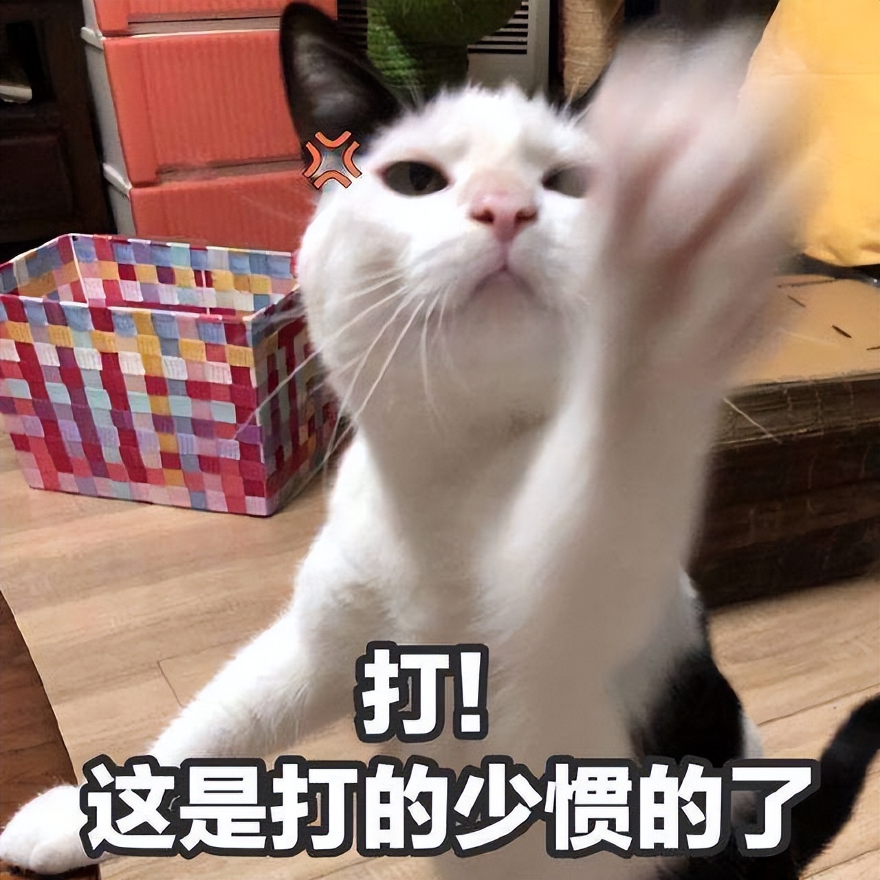 The reason why the cat can't resist being beaten by the owner, I feel ...