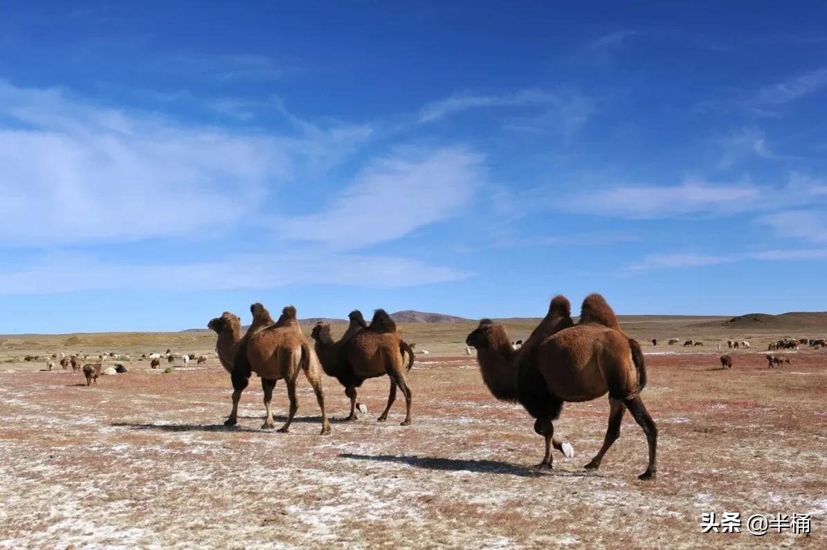 What are the natural enemies of camels?Why is it so rare to hear of ...