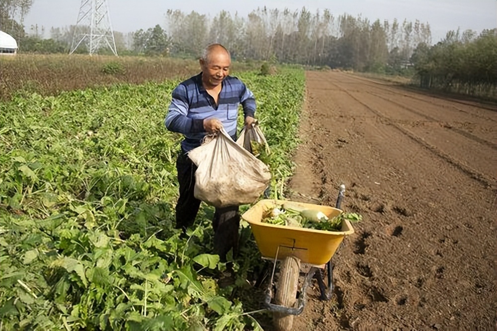The 80-year-old academician appealed: stop eating "1 vegetarian food ...