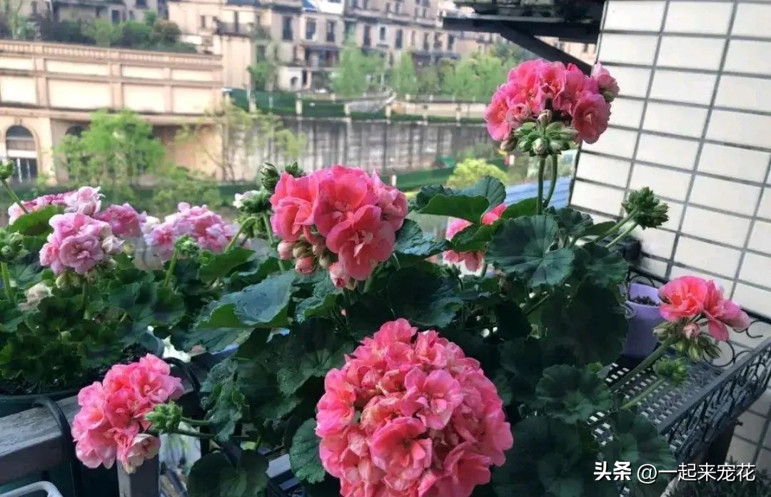 The beautiful geraniums that everyone loves, teach you 4 small tricks ...