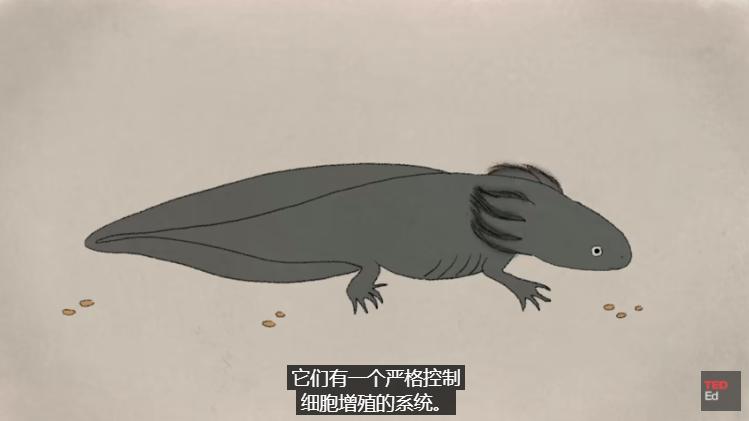 ETH Zurich study: The mystery of salamander brain evolution and ...