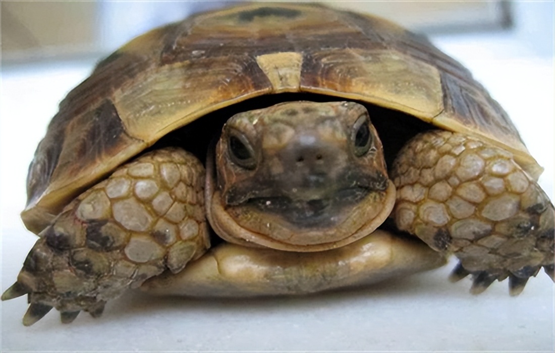 Will the turtle die in the sun? - iMedia