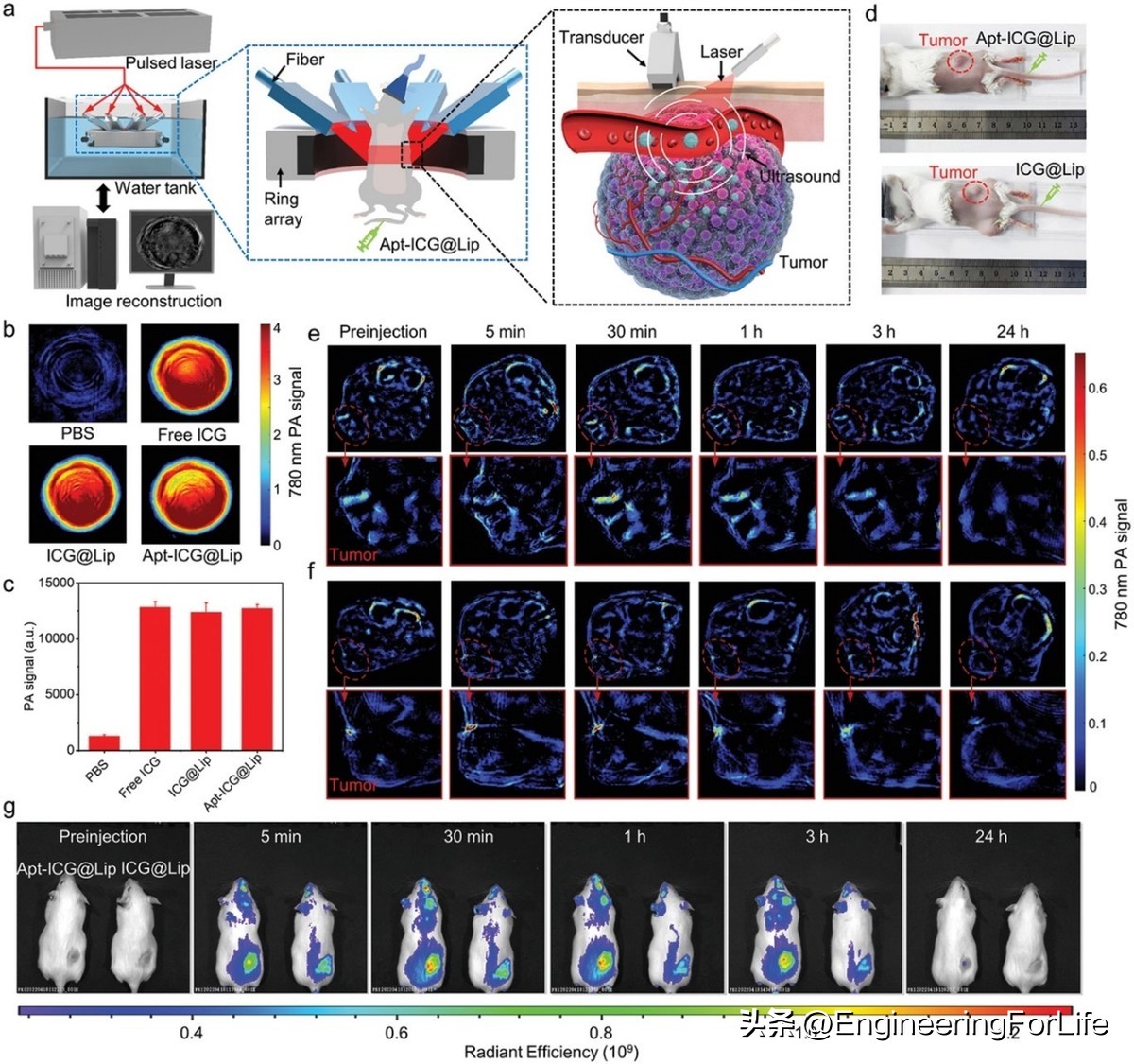 "Small": One-step formation of targeted liposomes in a multifunctional ...