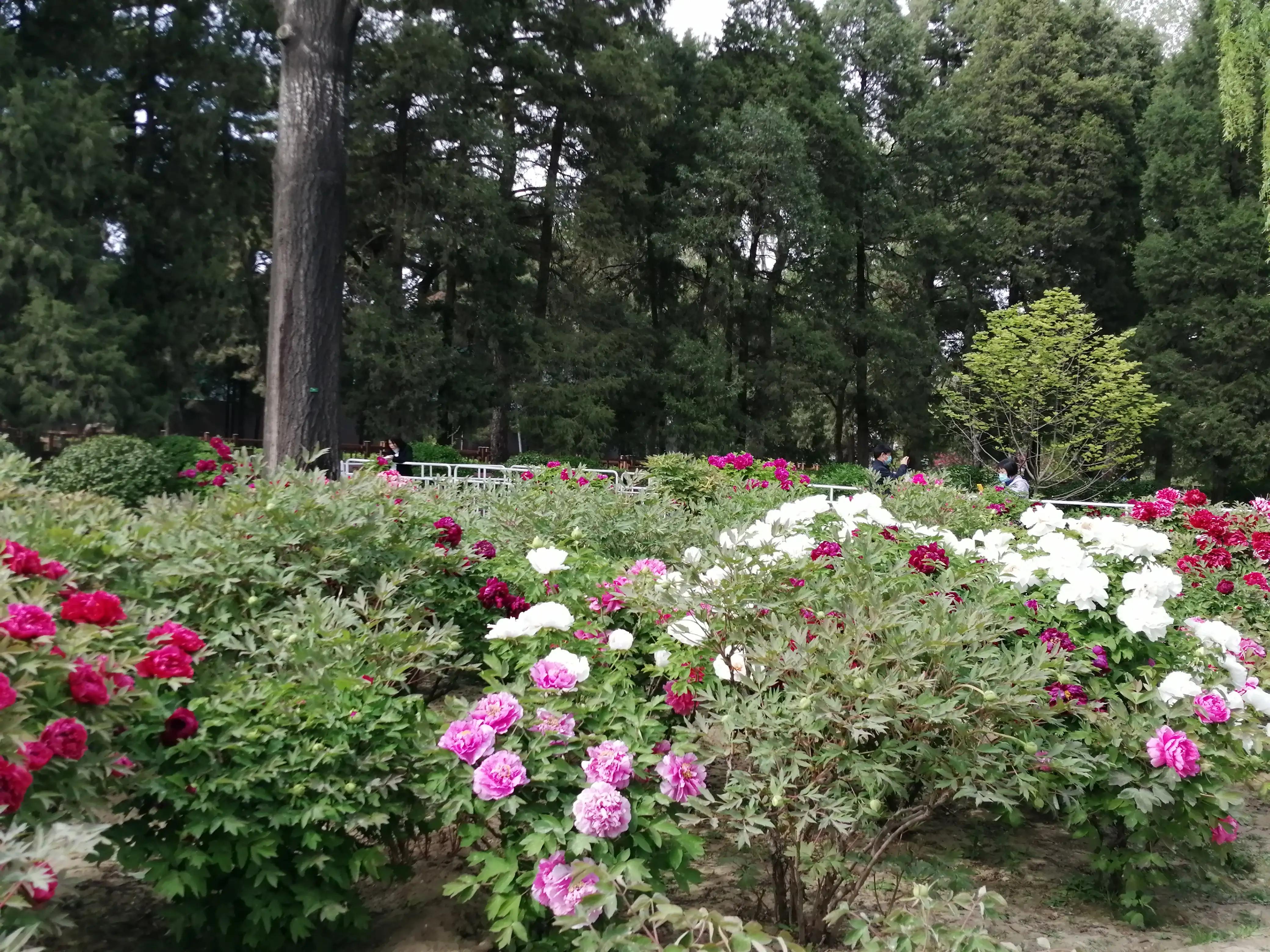 The meaning of filial piety to parents - iMedia