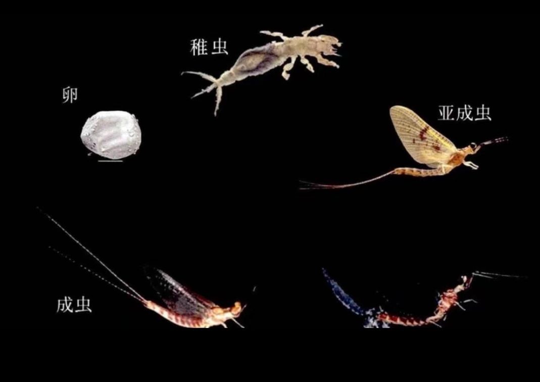 Why did insects evolve the form of pupa, which is not conducive to ...