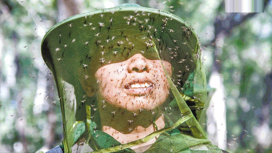 Kill hundreds of mosquitoes with one slap! Crossing the "Kingdom of ...