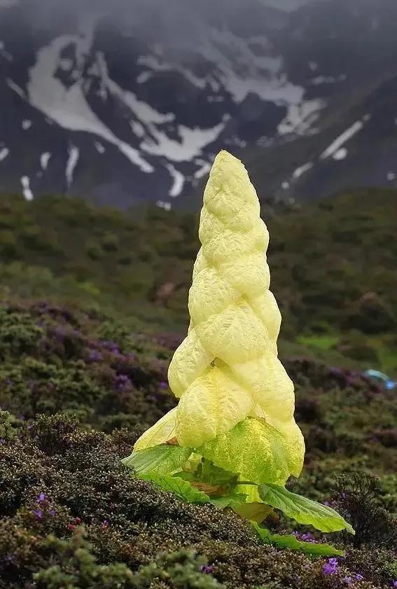 Tahuang, which blooms only once in its life, actually bloomed - iNEWS