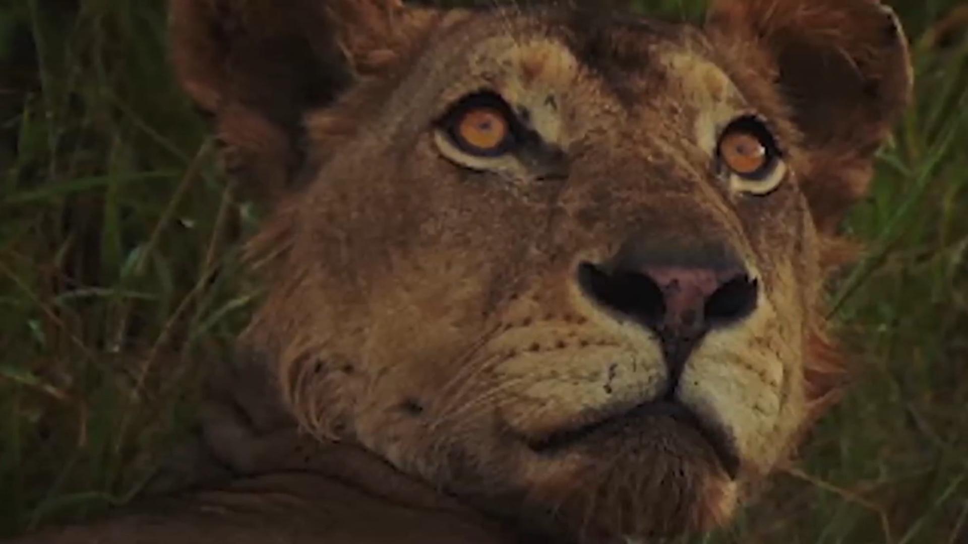 The lion was trapped in the trap for 3 years and nearly died - iMedia