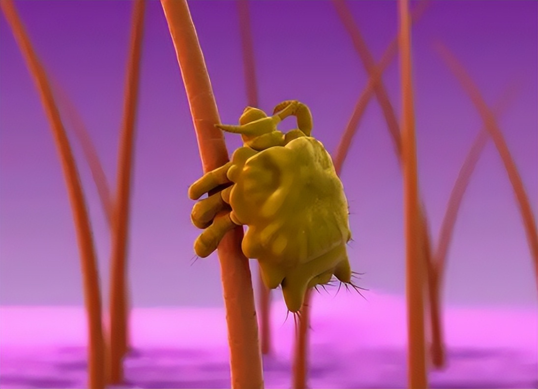 What should I do if bugs grow in a man's "private part", and the ...