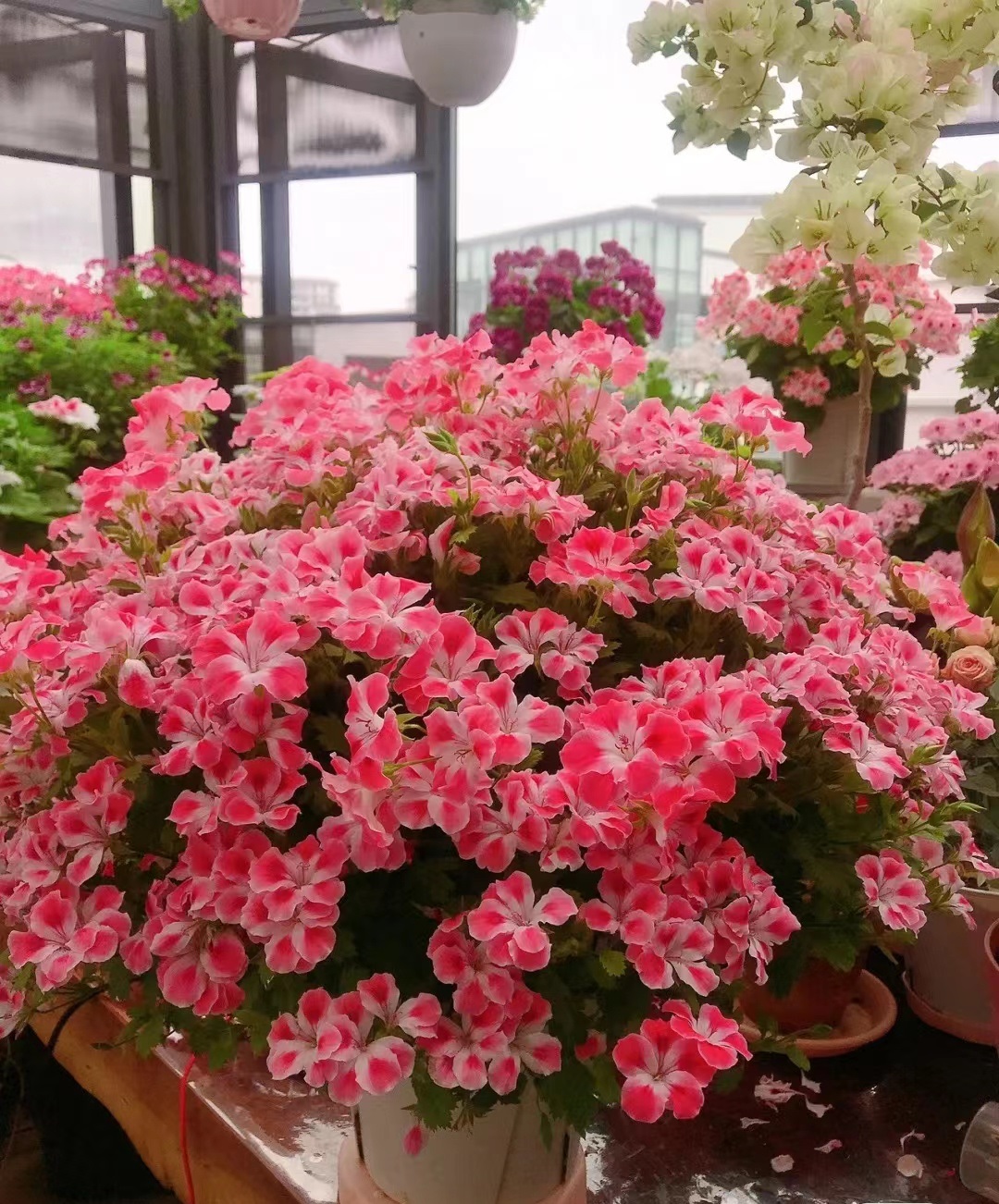 4 kinds of foreign flowers, pay close attention to "cut the bald head ...