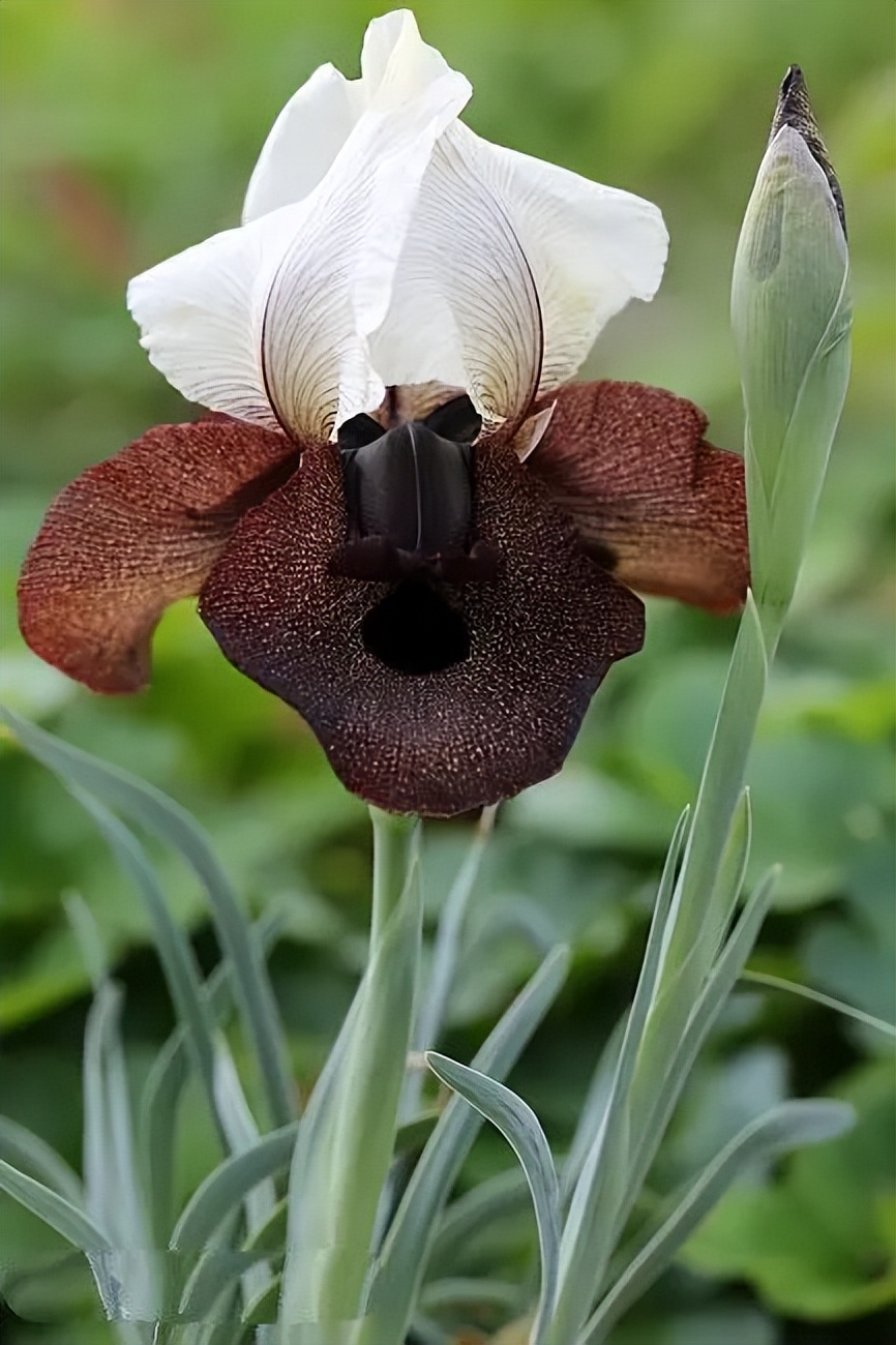 Uncover the enchanting mystery of the Witch's Flower: a journey into ...